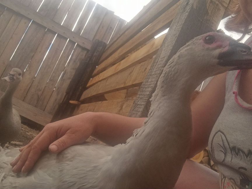 Индоутки Лаванда