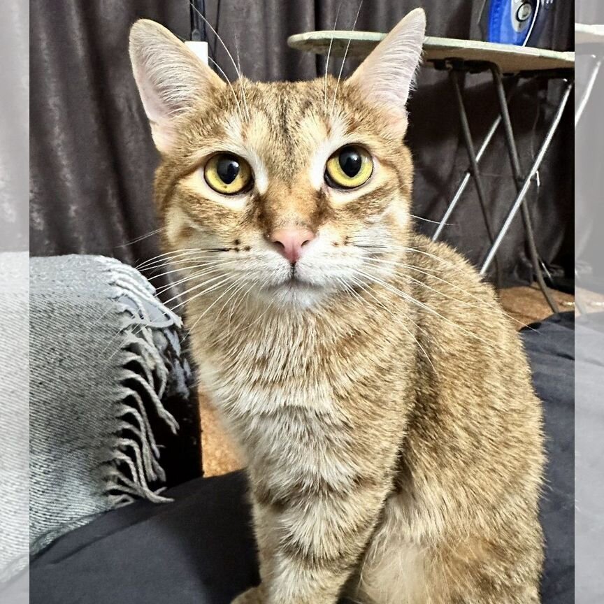 Курильский бобтейл длинношёрстный, взрослая кошка