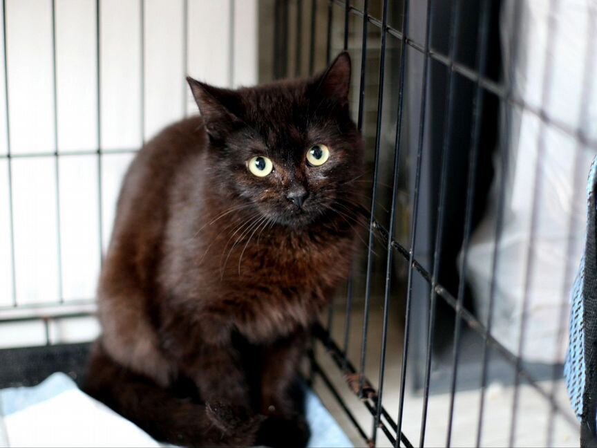 Котик Уголёк ищет хозяина