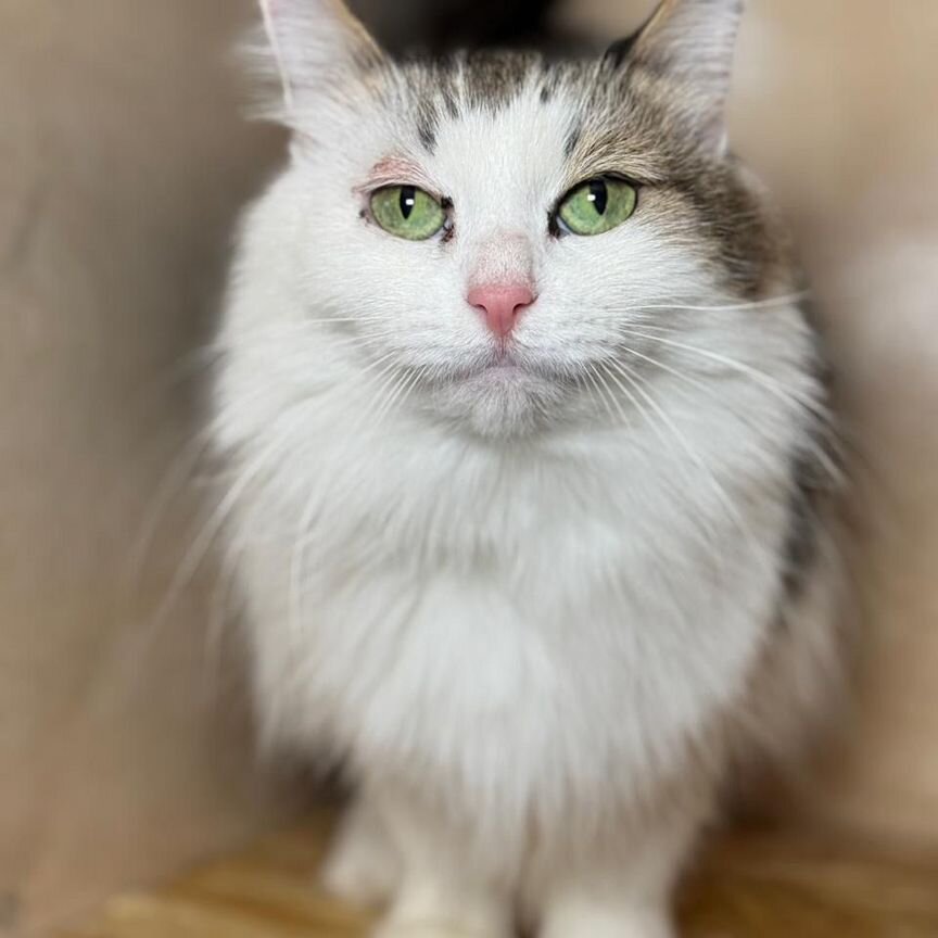 Кошка Мята из приюта