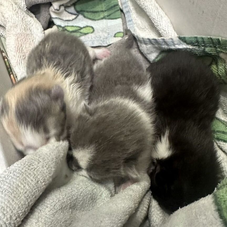 Котята в добрые руки