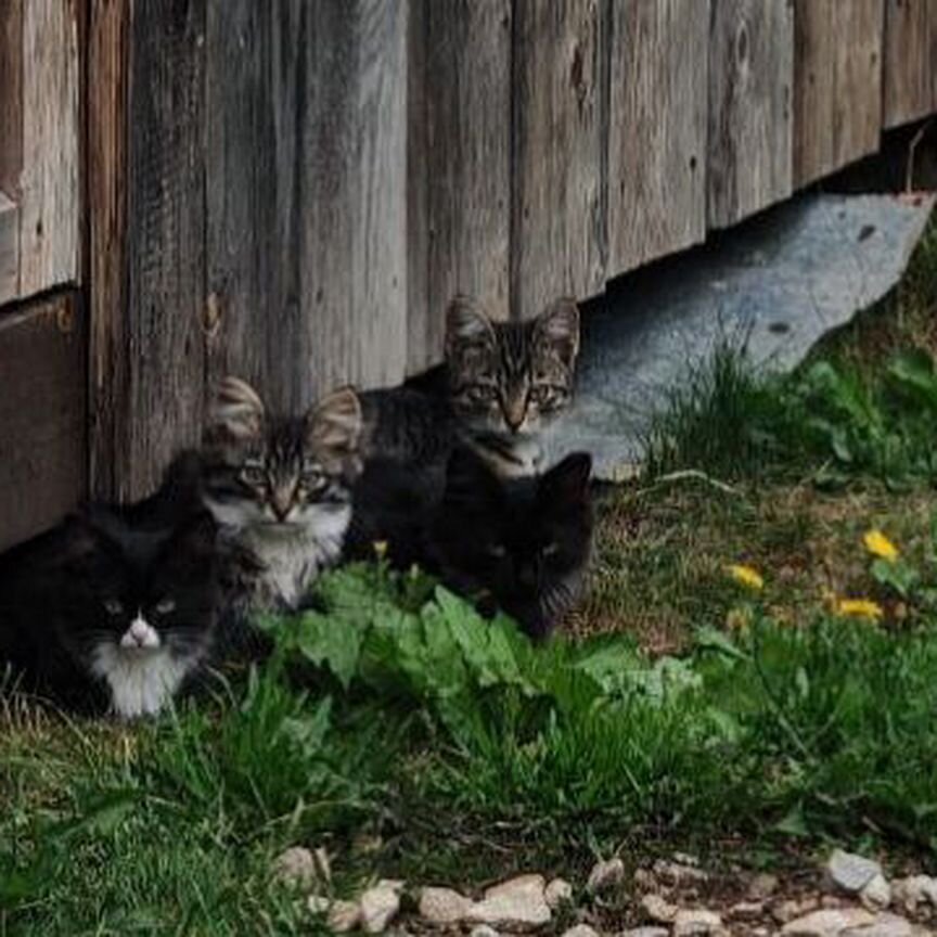 Котёнок в добрые руки