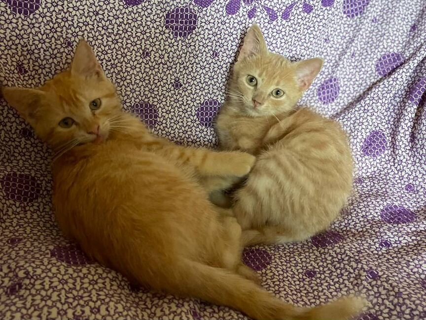 Котята в добрые руки мальчики рыжие