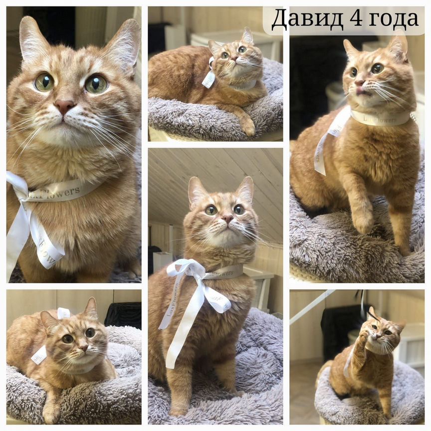Котик 4 года Давид
