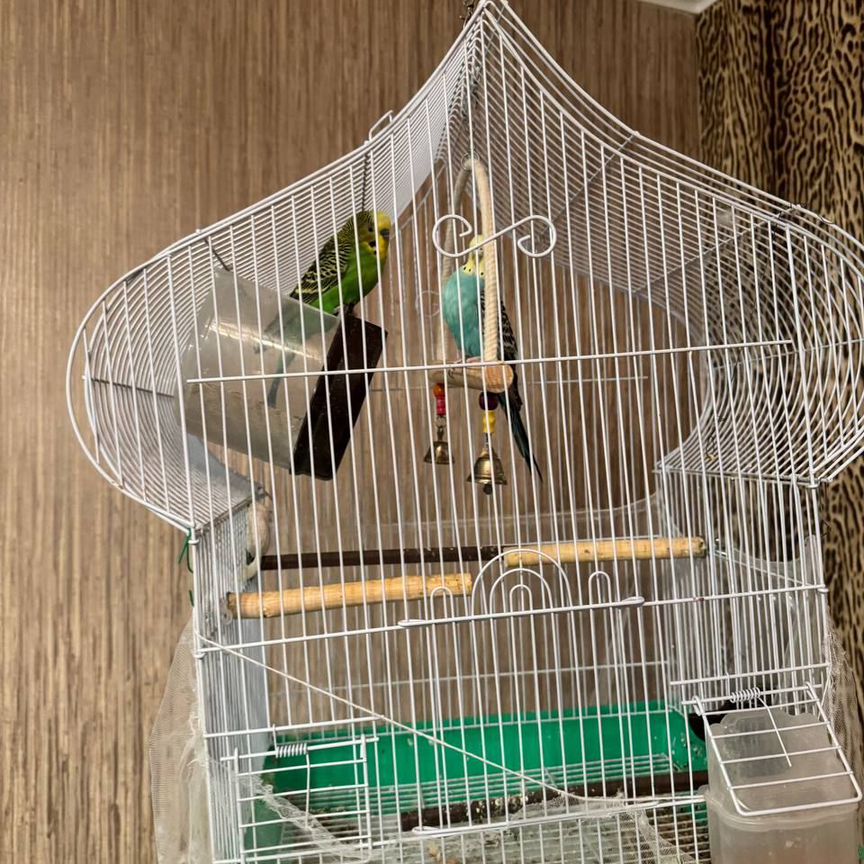 Волнистый попугай с клеткой