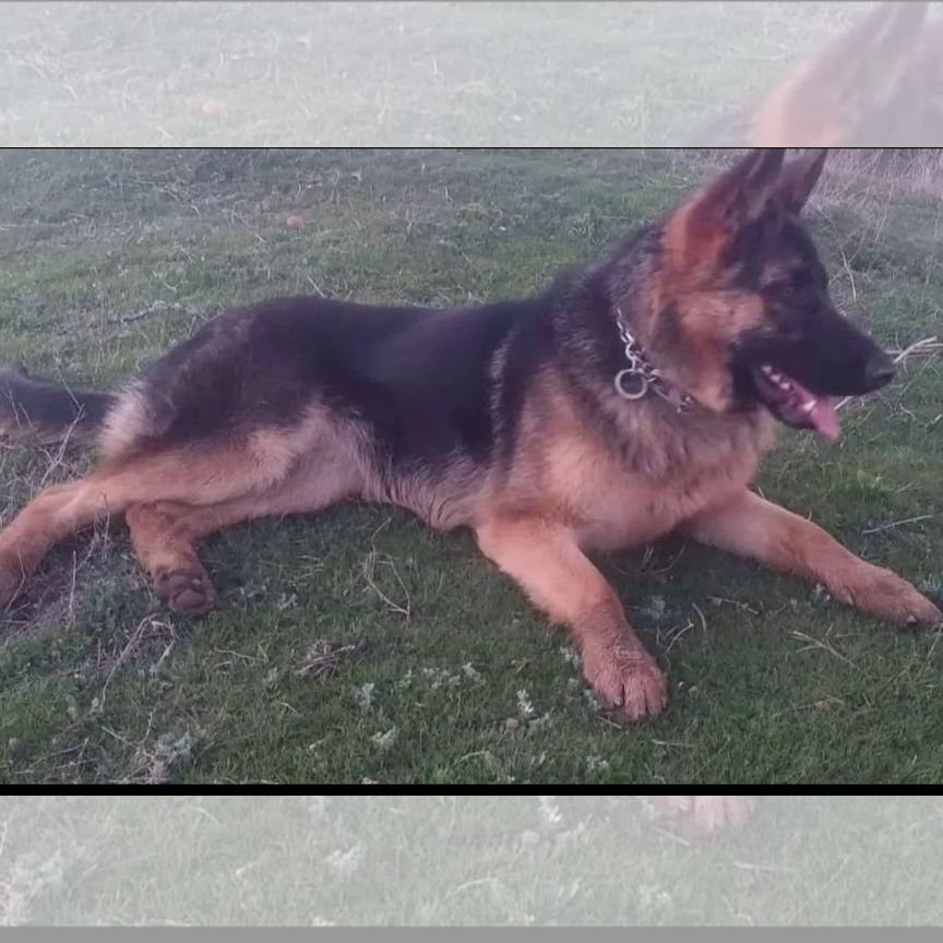 Немецкая овчарка, взрослый пёс