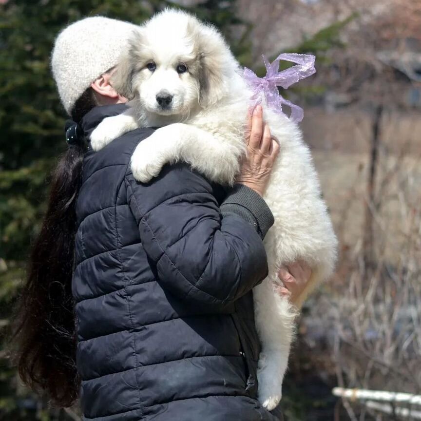 Пиренейская горная собака, щенок