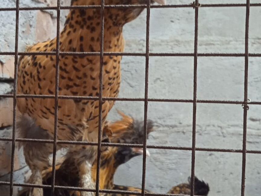 Цыплята амераукана и павловское золото