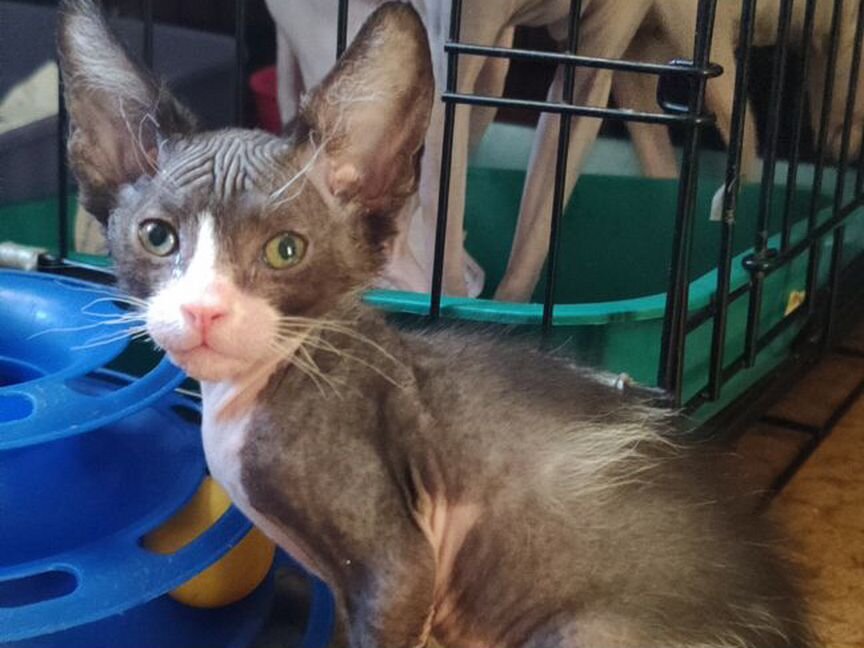 Котёнок донской сфинкс