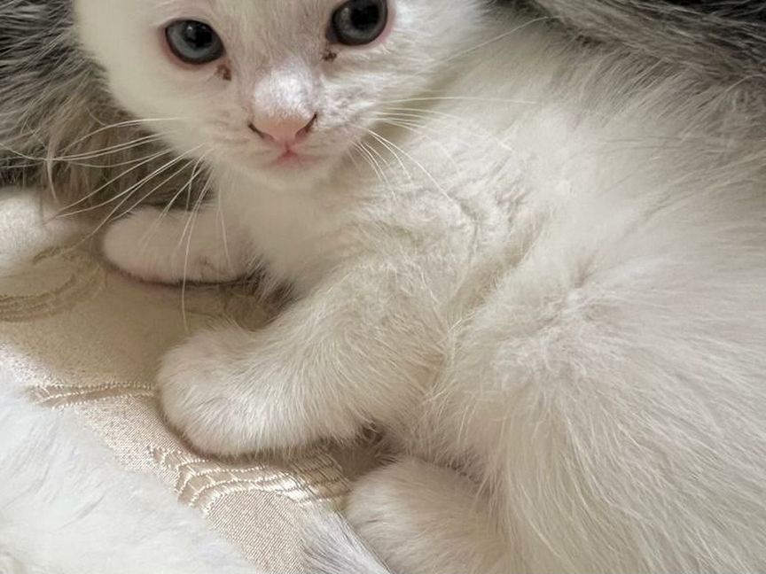 Кошка