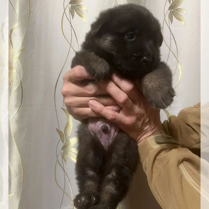Щенок в добрые руки