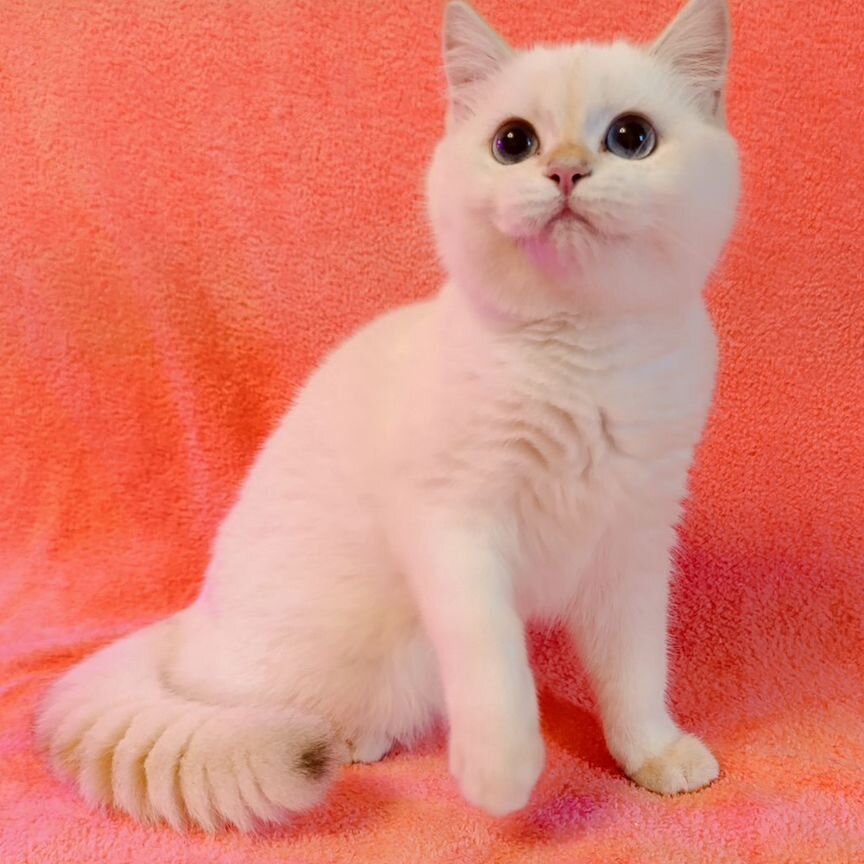 Золотой котик