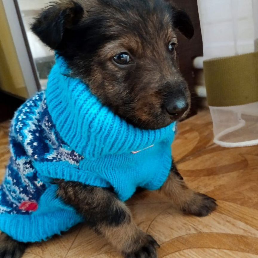 Щеночки в самые добрые руки