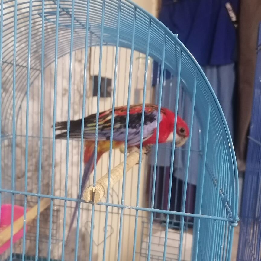 Попугай розелла