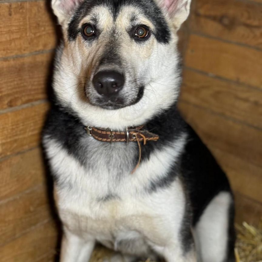 Щенок Вьюга хочет домой