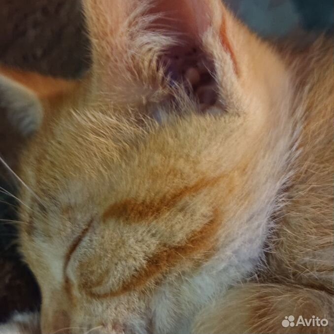 Котёнок Мяу в друзья
