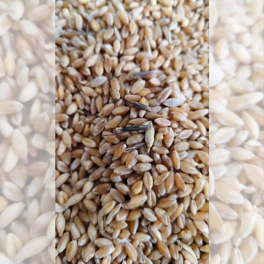Зерно пшеница