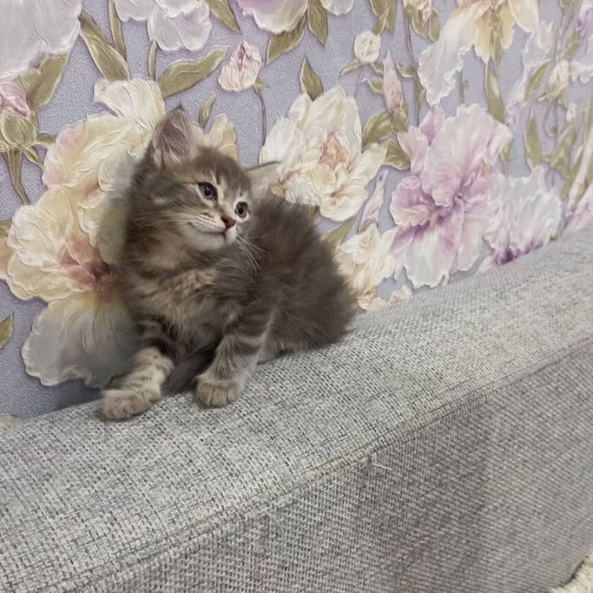 Кошка в дар бесплатно