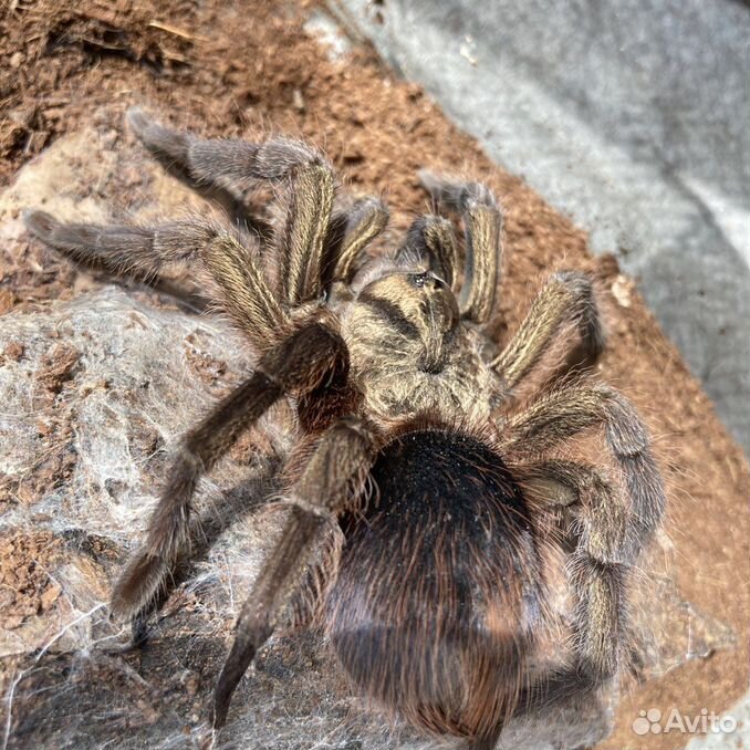 Бронзовый паук птицеед