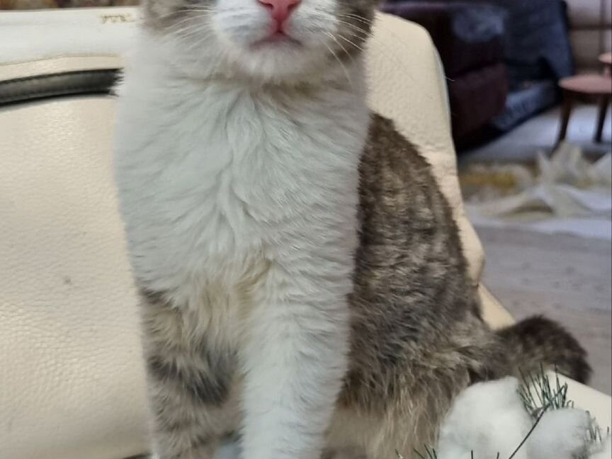 Красивый ласковый котенок