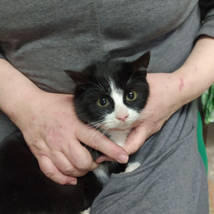 Котёнок в добрые руки