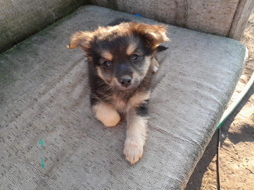 Собака в добрые руки отдам бесплатно