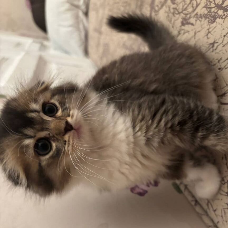 Шотландские котята длинношерстные вислоухие