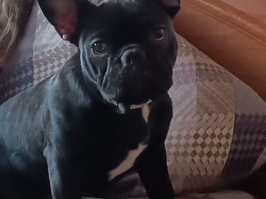 Продам собаку