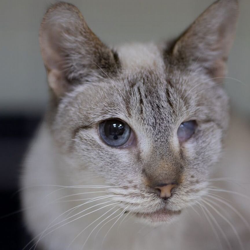 Взрослая кошка из приюта