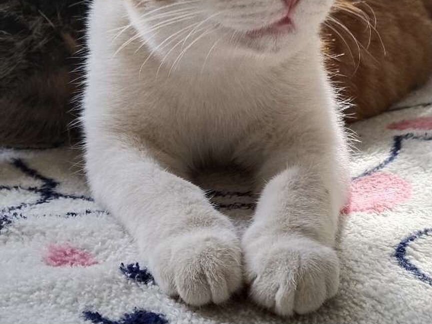 Ласковый котик в семью