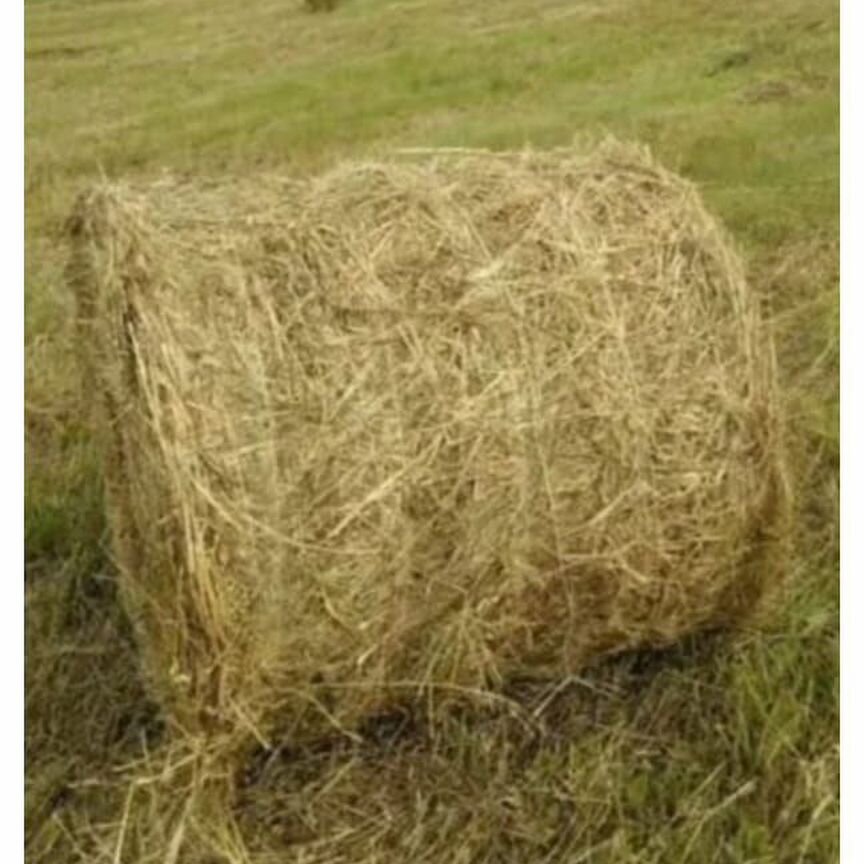 Продам сено в рулонах