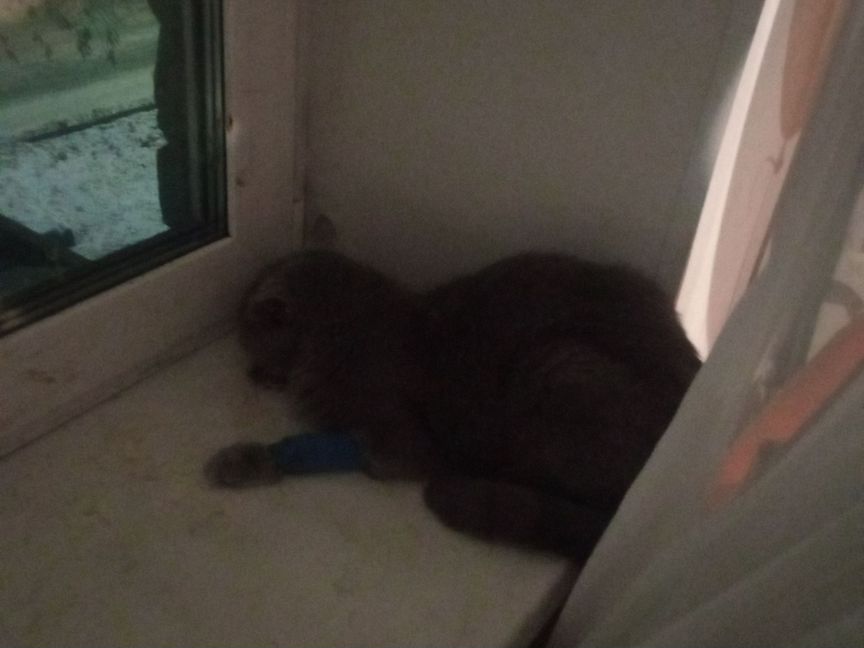 Кошка