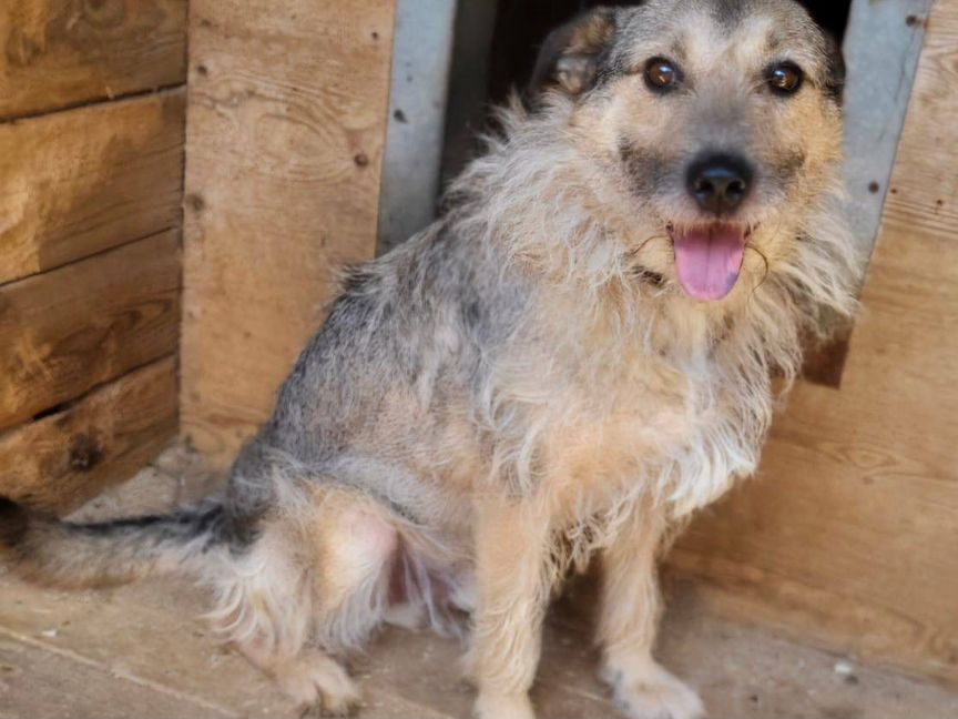 Красавец пёс Верный ждет своего человека