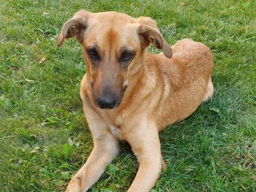 Собаки бесплатно в добрые руки