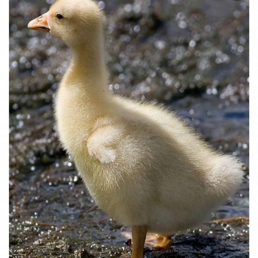 Гусята подрощенные