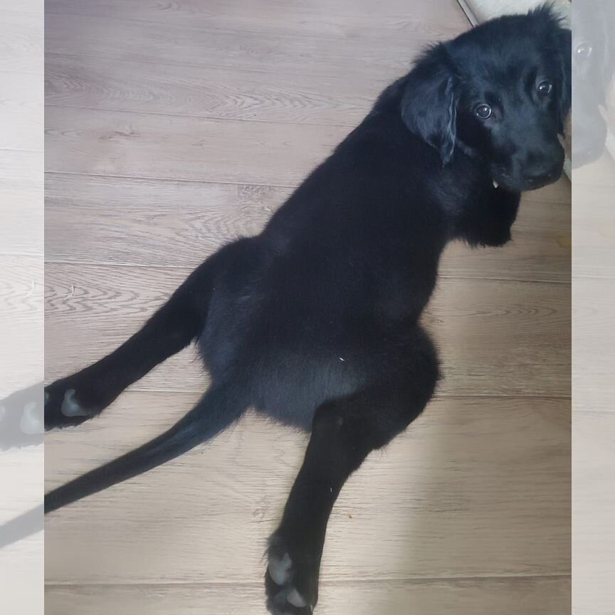 Лабрадор-ретривер, щенок
