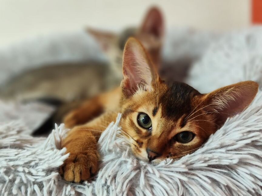 THE best Абиссинская