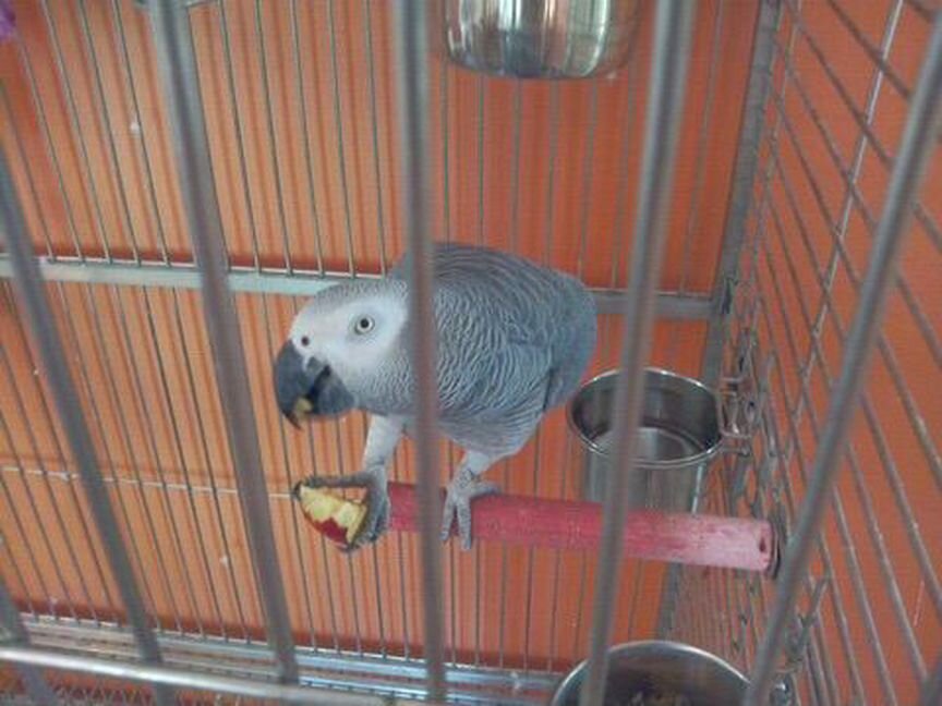 Большие говорящие попугаи оптом