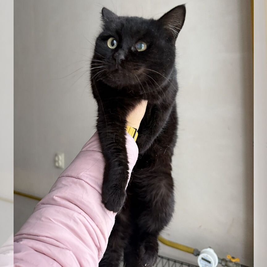 Взрослая кошка в добрые руки