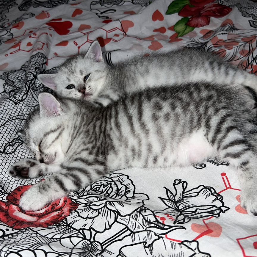 Шотландские котята