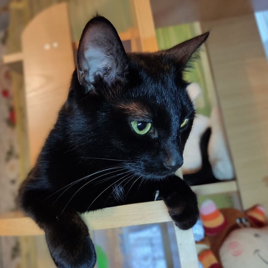 Зеленоглазая пантера для дружбы и интерьера