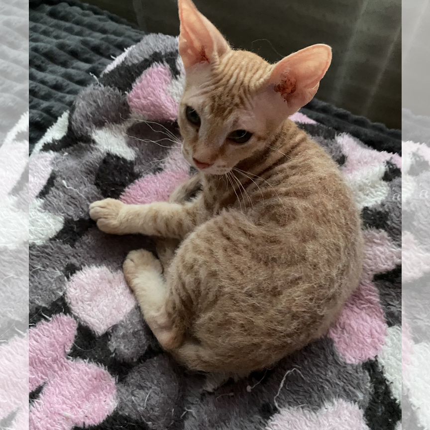 Донской сфинкс котёнок
