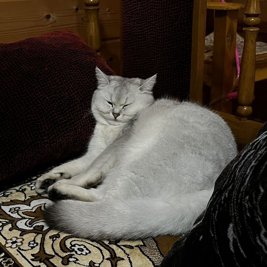 Отдам в добрые руки британскую кошку