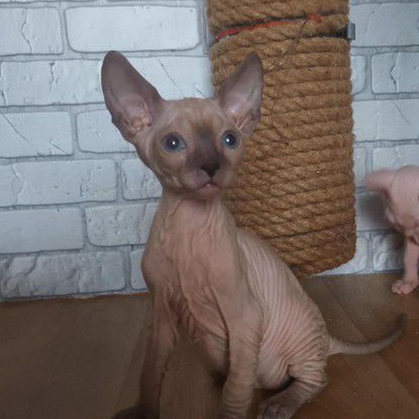 Котик