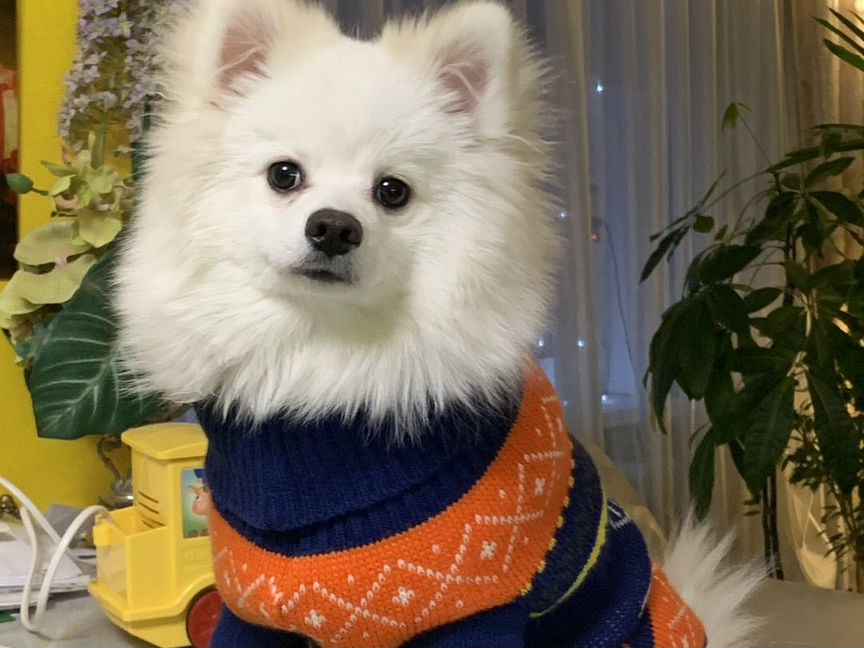 Ищем девочку на вязку