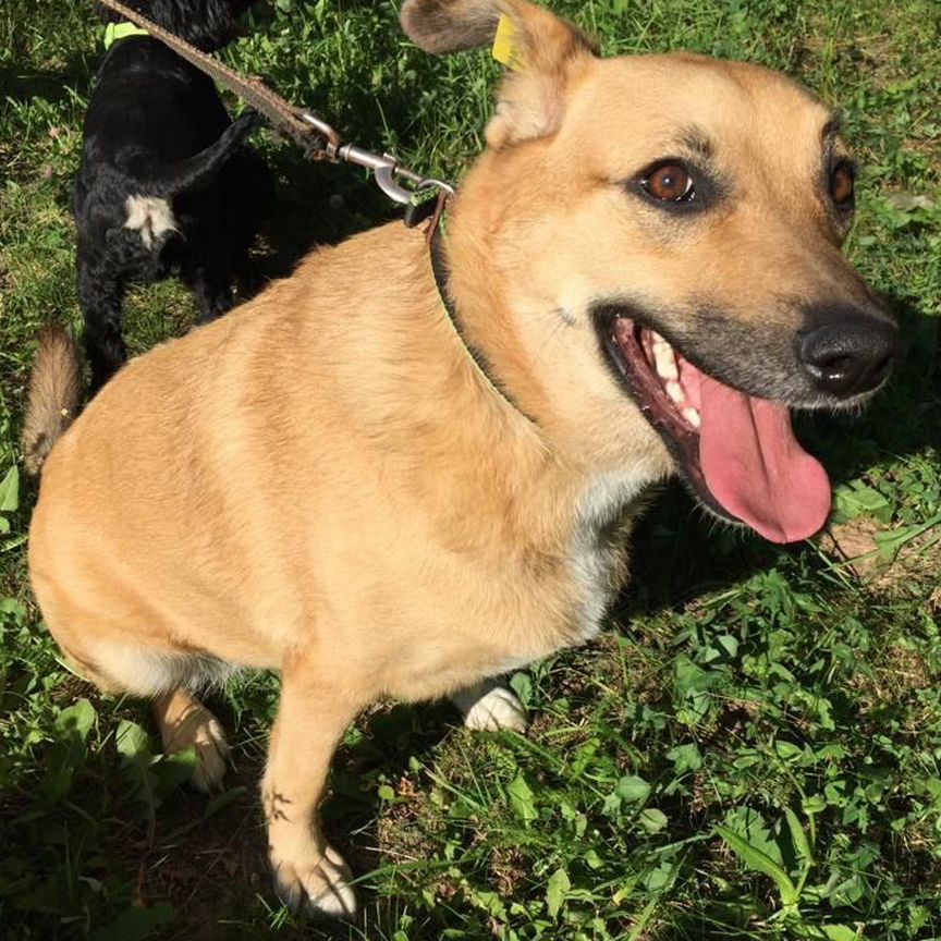 Машка упитанная добрячка