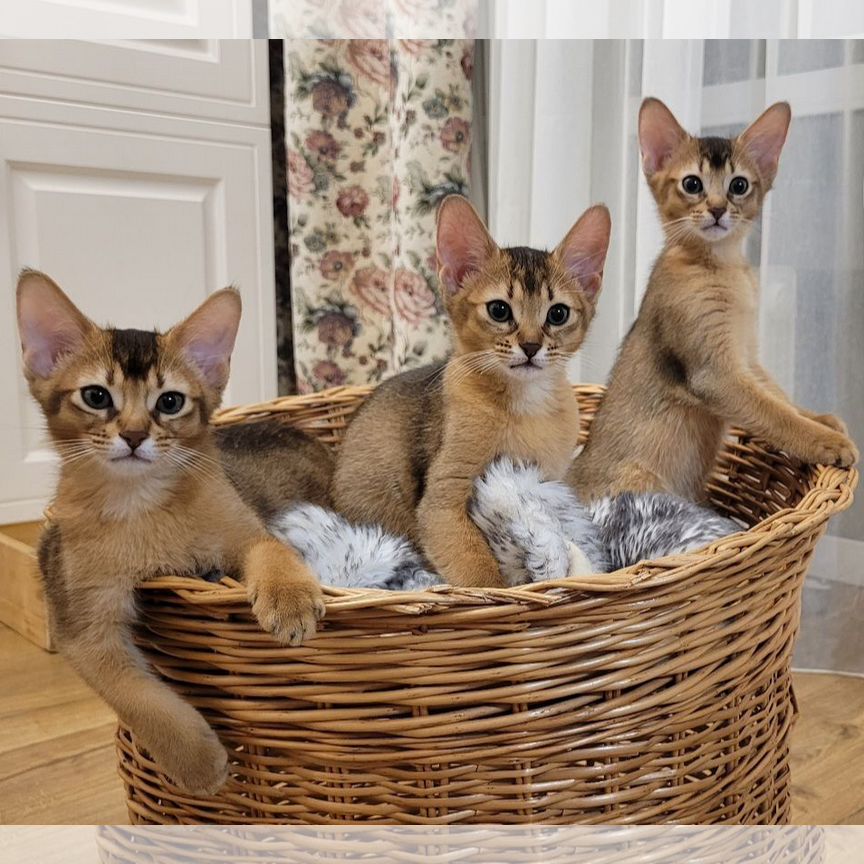 Абиссинские котята дикого окраса, д.р. 18.09.24