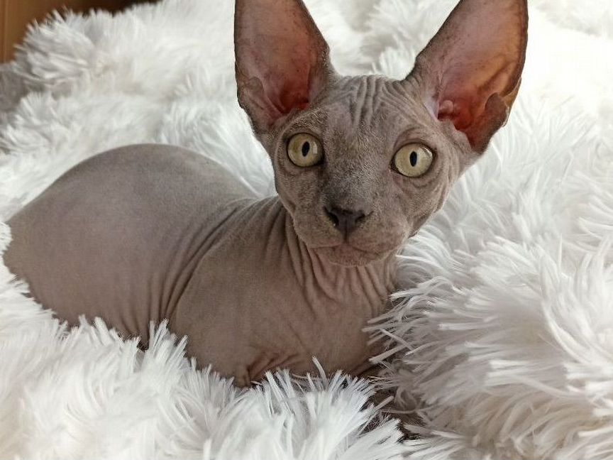 Канадский сфинкс котенок