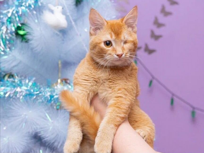 Котик в добрые руки