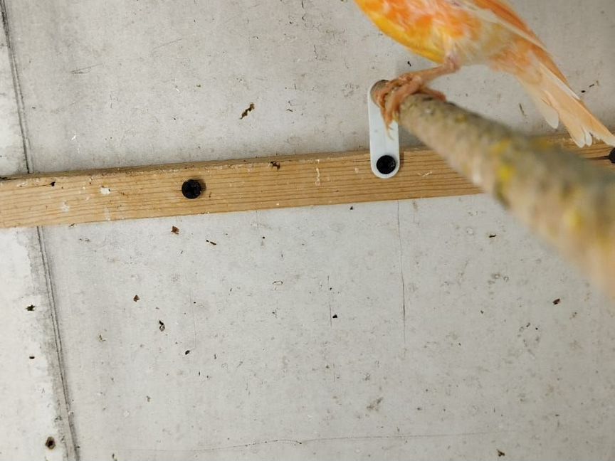 Кенара и канарейки